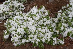 Autumn Angel™ Encore® Azalea | NWA Plants Inc