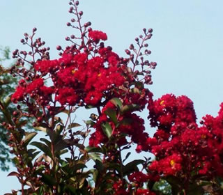 Red Rocket® Crapemyrtle | NWA Plants Inc