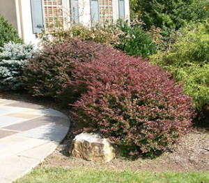 Crimson Pygmy Dwarf Japanese Barberry | NWA Plants Inc