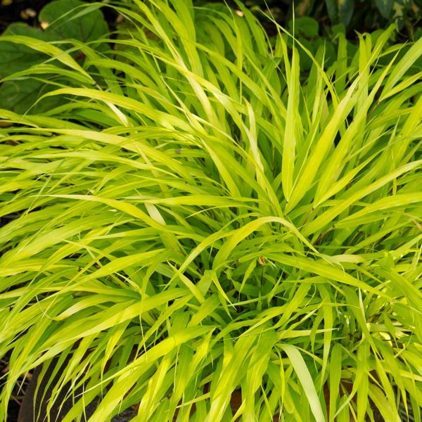 All Gold Japanese Forest Grass Nwa Plants Inc