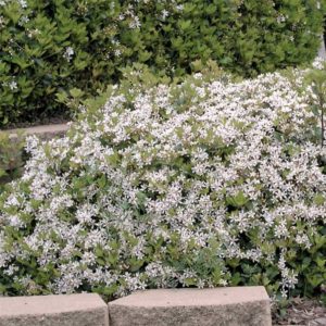 Clara Indian Hawthorn | NWA Plants Inc