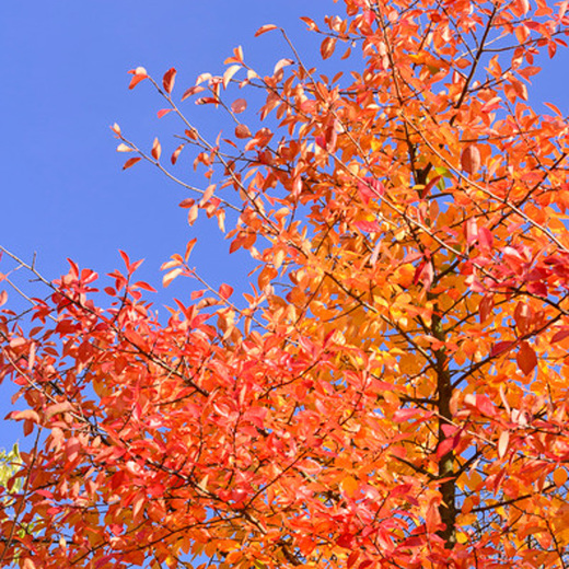 Blackgum | NWA Plants Inc