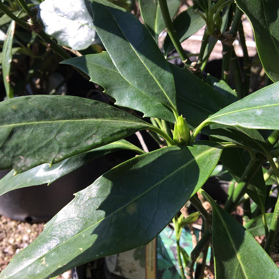 Green Dwarf Aucuba | NWA Plants Inc