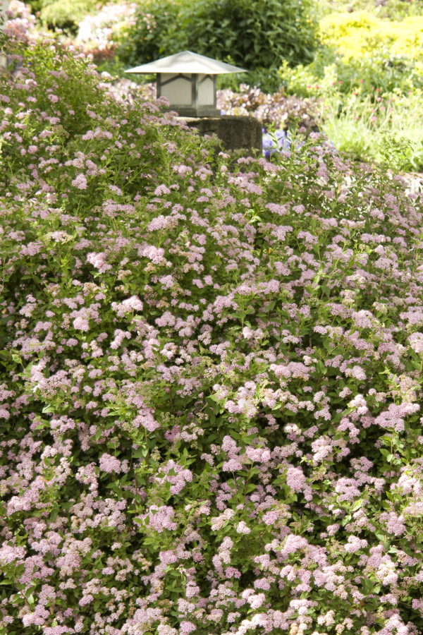 Little Princess Spirea | NWA Plants Inc